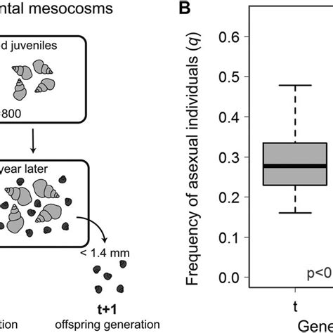 pdf the two fold cost of sex experimental evidence from a natural system