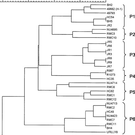 Dendrogram Of 33 Isolates Of B Henselae Constructed By Upgma Cluster