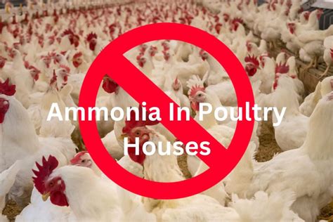 Ammonia In Poultry Houses Causes Effects And Control