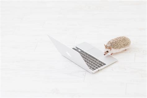 phpからmysqlに接続する方法を簡単に解説 codecampus