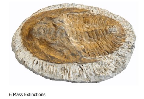 Prompt Explain Why Both Absolute Dating And Relative Dating Are Used To