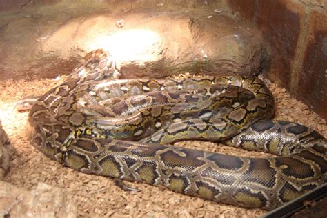 python reticulatus