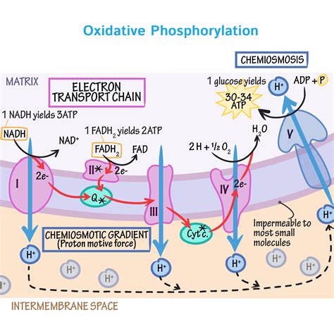 Oxidative Phosphorylation Diagram