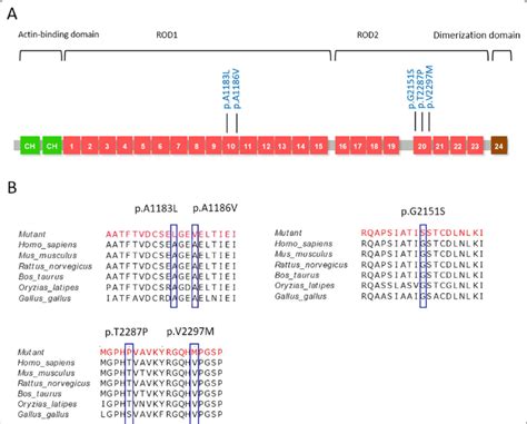 A Mutation Plot And Domain Organization Of The Flnc Protein Sequence