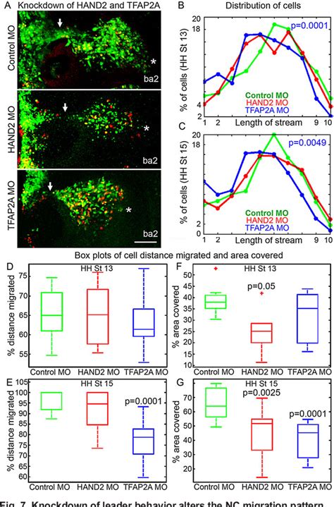Figure 1 From Neural Crest Migration Is Driven By A Few Trailblazer