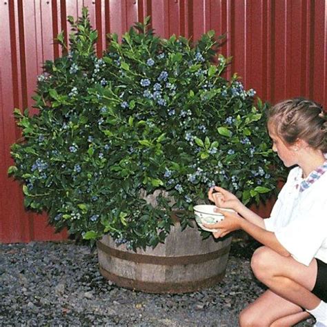 Best Blueberry Plants For Oklahoma At Ernest Garcia Blog