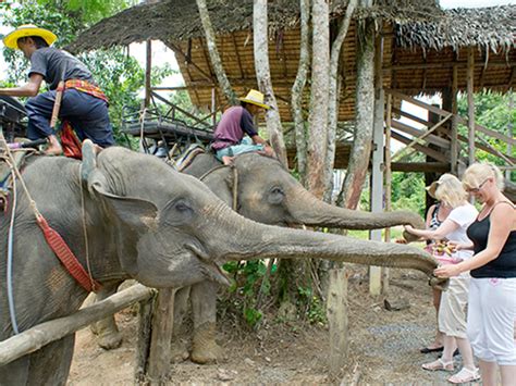 Phuket Elephant Trekking Tours