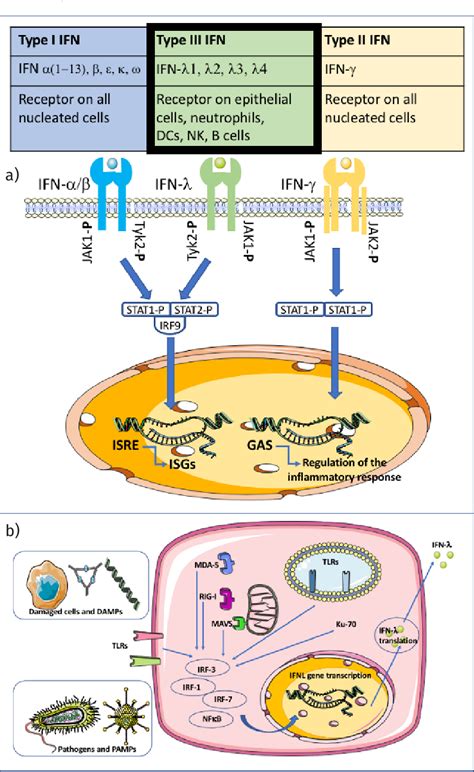Figure 1 From The Role Of Type Iii Interferons In Human Disease