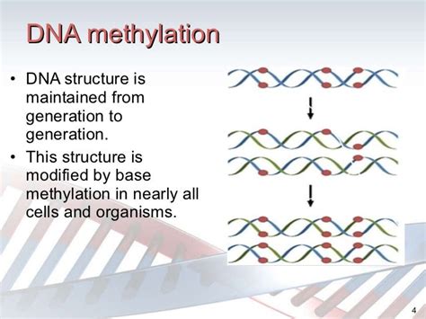 Dna Methylation