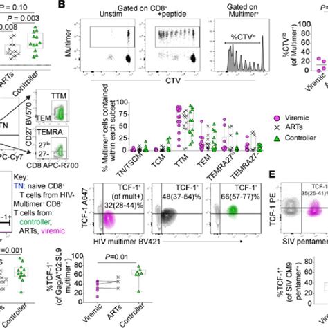 Tcf 1 Expression Is Elevated In Hiv And Siv Specific Cd8 T Cells From