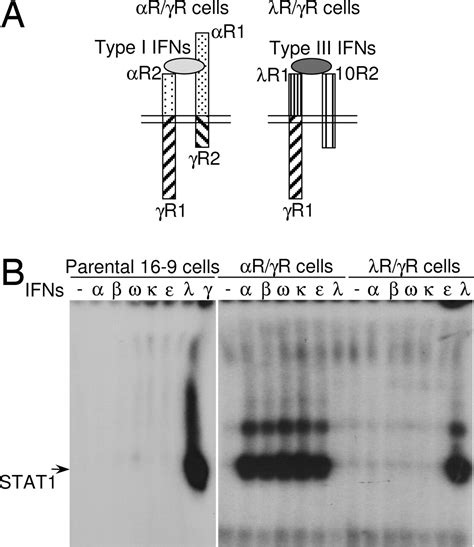 Inhibition Of Type I And Type Iii Interferons By A Secreted