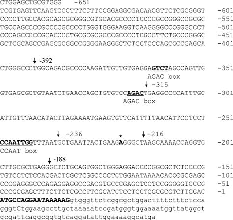 The 5 Flanking Sequence Alignment Of Human Fbln5 Gene The