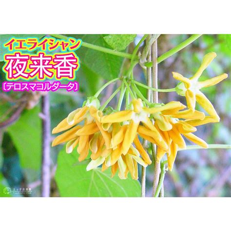 イエライシャン （ 夜来香 ） 〔 テロスマコルダータ 〕 9cmポット苗 T 396 花と緑の専門店 土っ子倶楽部 通販