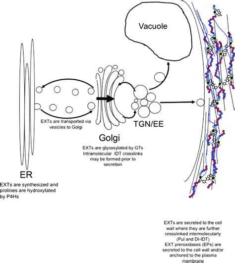 Post Translational Modification And Secretion Of Exts Exts Are