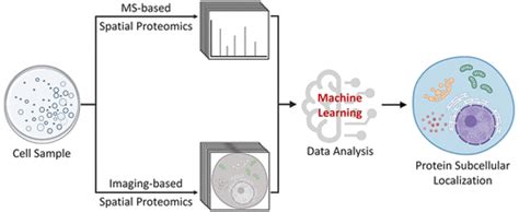 Application Of Machine Learning In Spatial Proteomics Journal Of