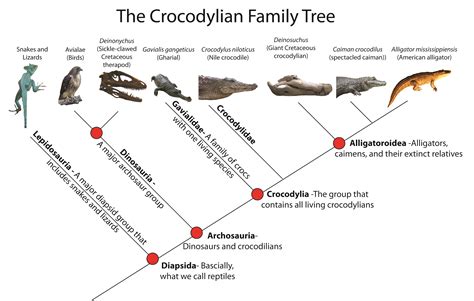 nile crocodile