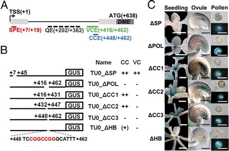 Internal Deletion Substitution Of Cis Elements A Summary Of Dme