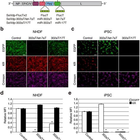 Detection Of Intracellular Mirnas Using Sevdp Mir Sensor A Structure