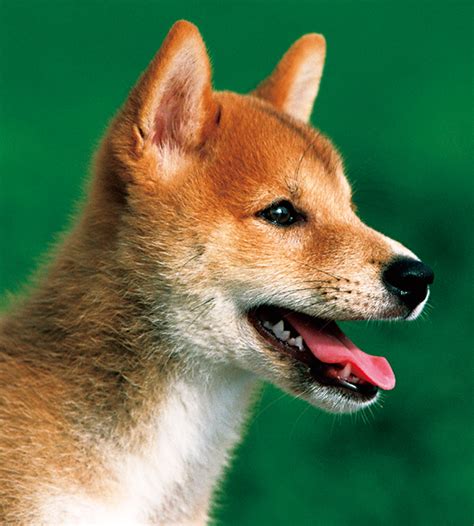 愛犬にとって住みよい家とは 工藤建設が無料講演会 青葉区 タウンニュース