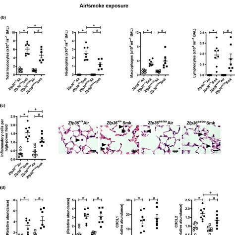 Acute Cigarette Smoke Cs ‐induced Pulmonary Inflammation Is Reduced In