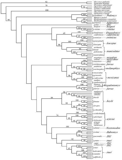Strict Consensus Tree Of The 4 Most Parsimonious Trees Generated From