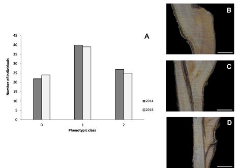Figure 1 From Mapping Quantitative Trait Loci Associated With Graft In