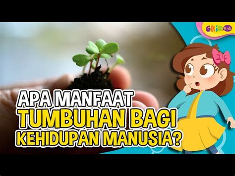 Temukan Manfaat Tumbuhan Bagi Lingkungan Yang Wajib Kamu Intip