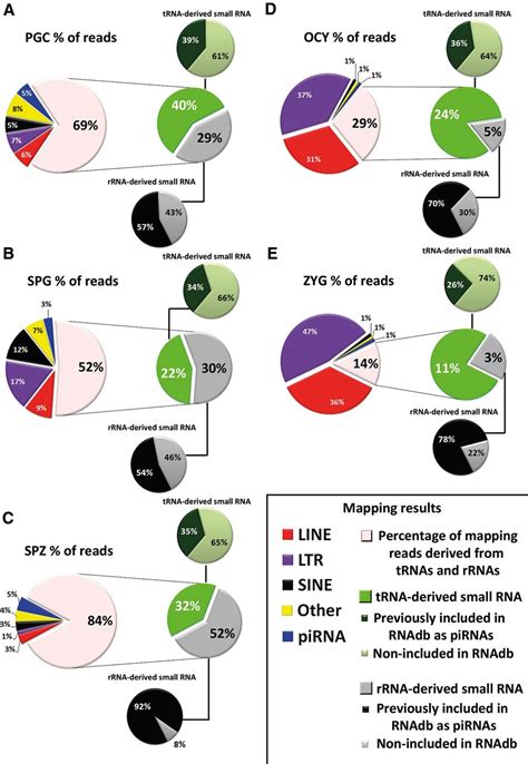 Diversity And Functional Convergence Of Small Noncoding Rnas In Male