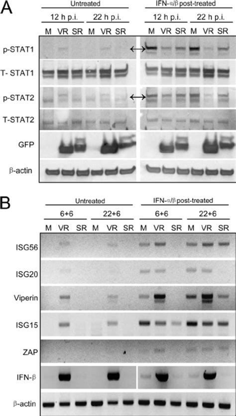Patterns Of Stat1 And Stat2 Phosphorylation And Ifn ␤ Gene And Isg