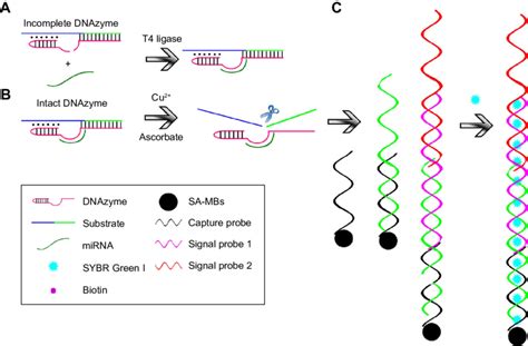 The Schematic Strategy For Mirna Detection Notes A Dnazyme Based