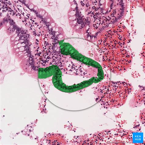 Simple Columnar Epithelium A Labeled Diagram And