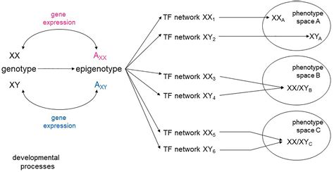 frontiers sexual dimorphism in the age of genomics how when where