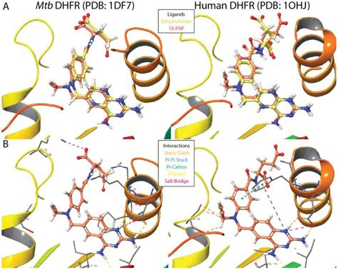 A Overlay Of 10 Pap And Dihydrofolate Ligands In The Active Sites Of