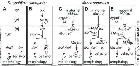 sex determination pathways the a male and b female drosophila