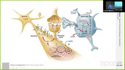 Metabolic Interactions Between Neurons And Astrocytes What They Tell