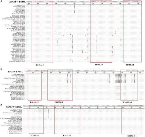 Frontiers Development Of A Triplex Real Time Quantitative Pcr For