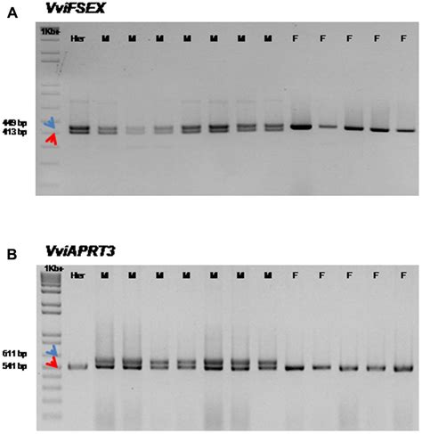 Frontiers Vviaprt3 And Vvifsex Two Genes Involved In Sex