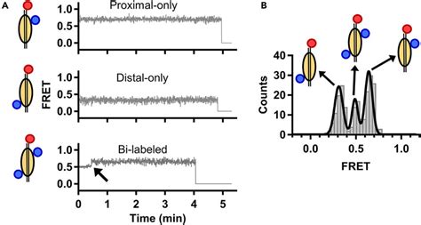 Example Single Molecule Fret Data Of Surface Tethered Doubly Labeled
