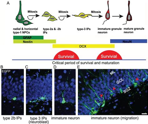 Optical Depolarization Of Dcx Expressing Cells Promoted Cognitive