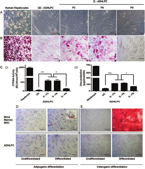 Osteogenic Adipogenic And Hepatocyte Like Differentiation Of Adhlpcs