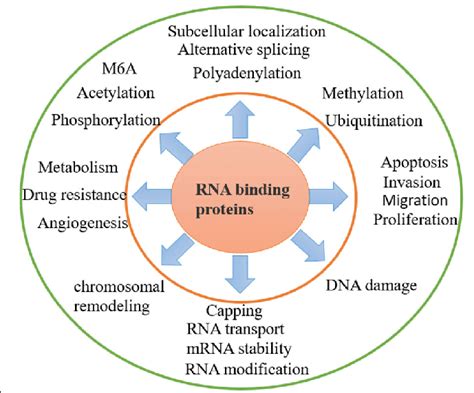 Rbps Participate In The Entire Physiological Process Of Rna And Play A