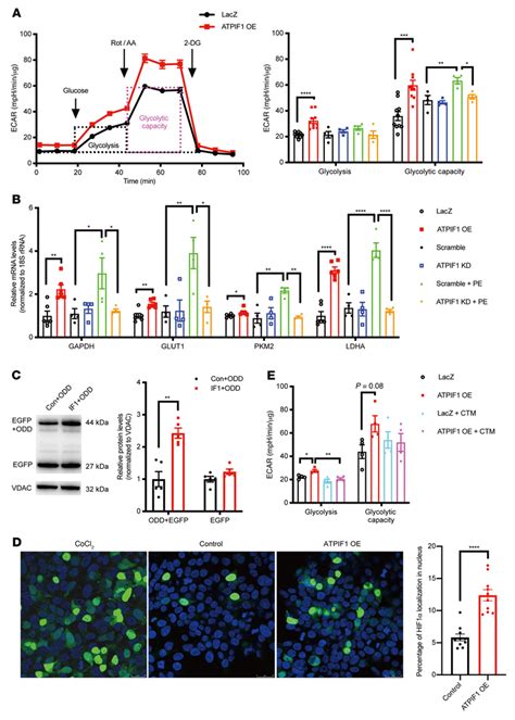 Atpif1 Promoted Glycolysis In Cardiomyocytes Through Hif1α Signaling