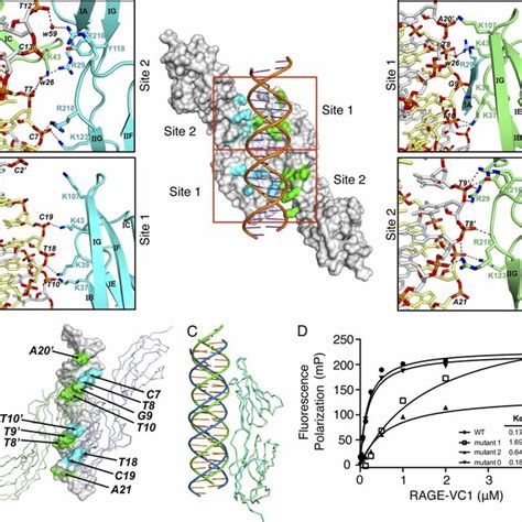 Details Of The Rage Dna Binding Interface A Surface Representation