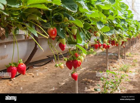 Cultivo Hidropónico De Fresas Dulce En Invernadero Fotografía De Stock