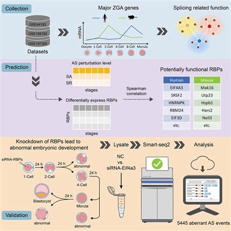 Differential Alternative Splicing Landscape Identifies Potentially