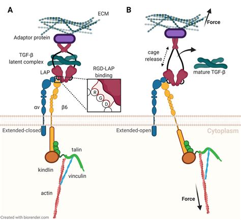 Activation Of Latent Transforming Growth Factor β Tgf β By