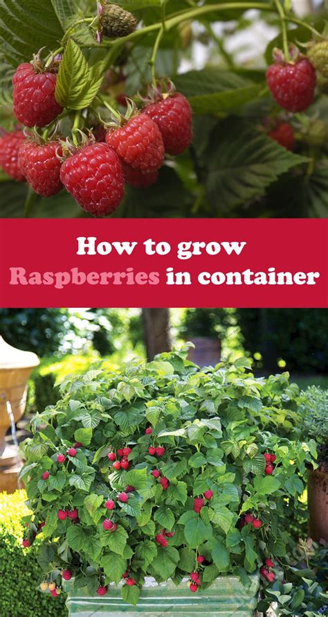 How To Grow Raspberries In Container Raspberry Plants Indoor