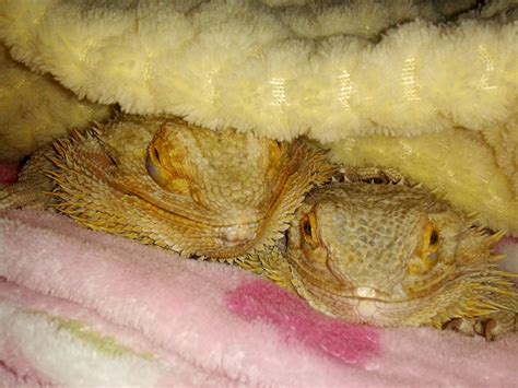 Bearded Dragon Care Brumation