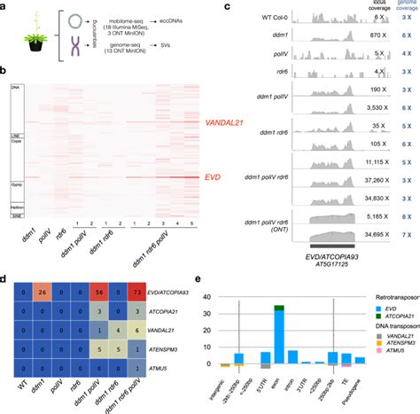 Extrachromosomal Circular Dna And Structural Variants Highlight Genome