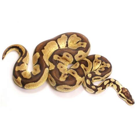 enchi pastel ball python for sale adult male serpentia